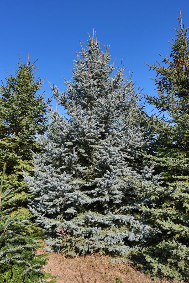 Smrk pichlavý | Vzrostlé stromy