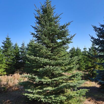 Smrk | Vzrostlé stromy