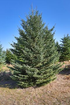 Smrk | Vzrostlé stromy